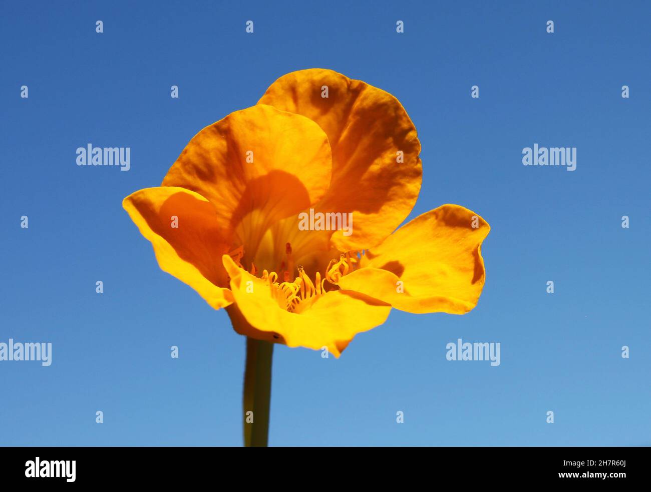 the yellow flower of the watercress plant against the blue sky Stock ...