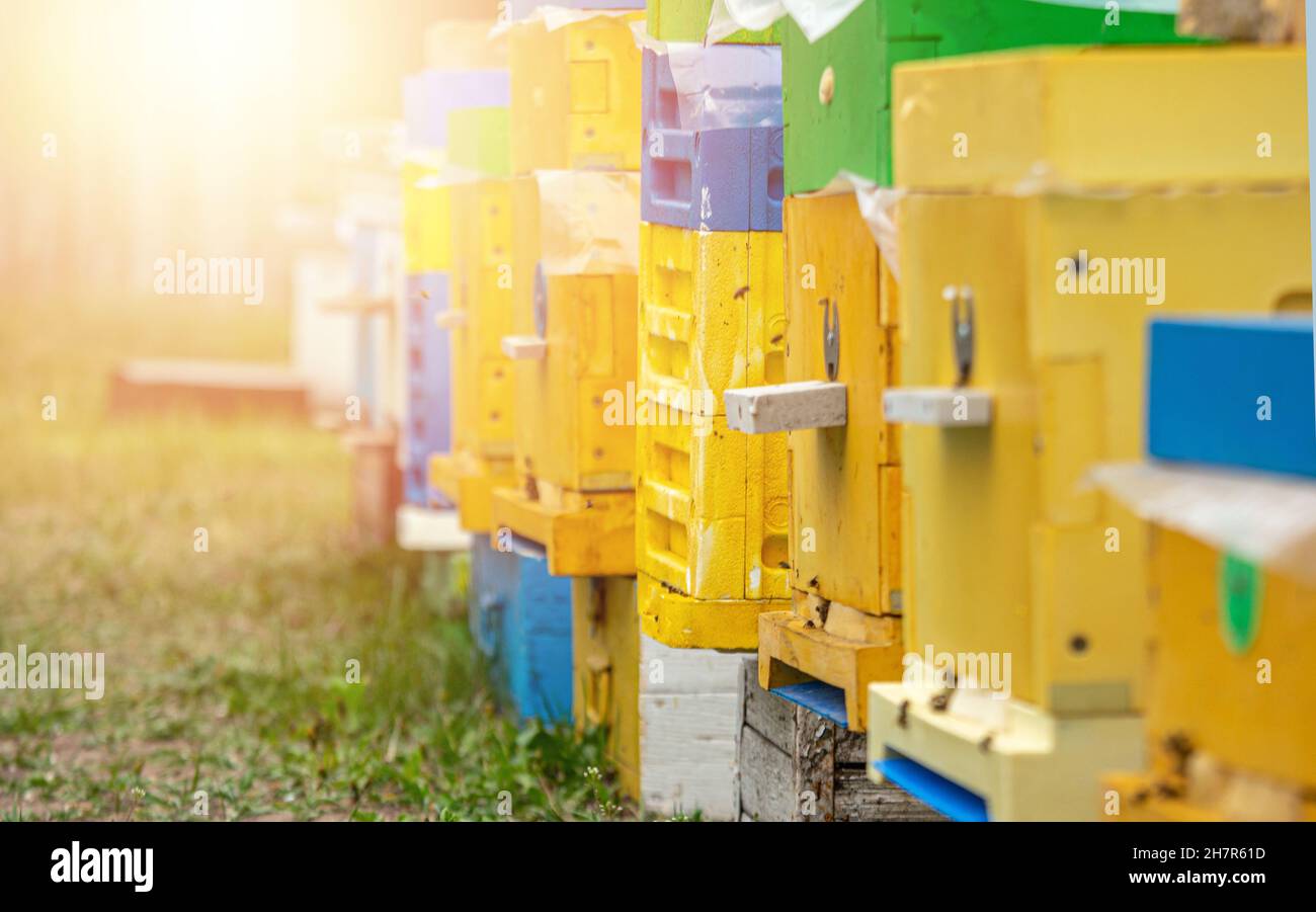 Blossoming garden with apiary. Bees spring under the flowering trees of ...