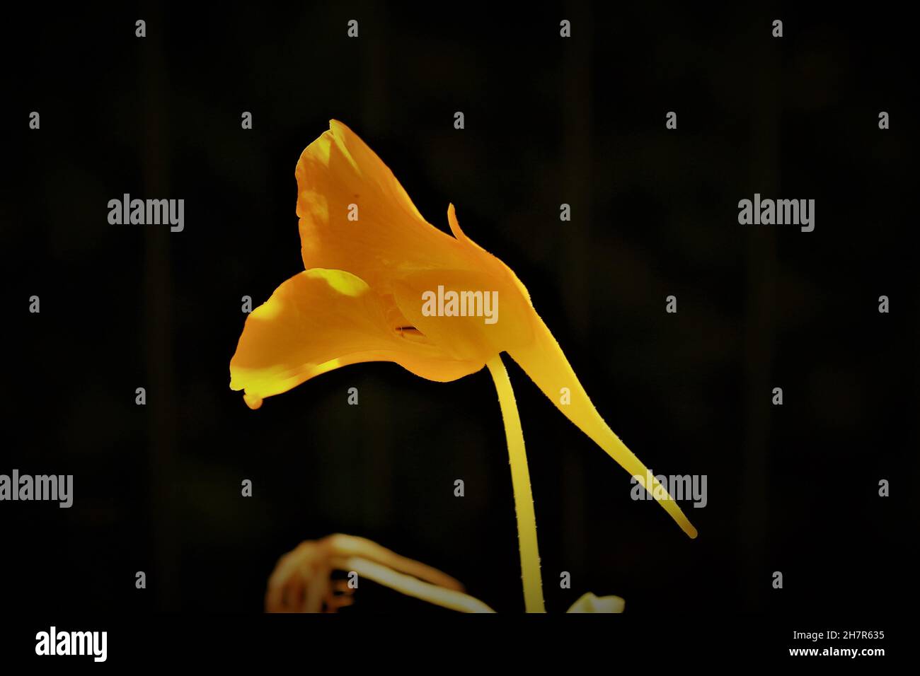 Watercress flower hi-res stock photography and images - Alamy