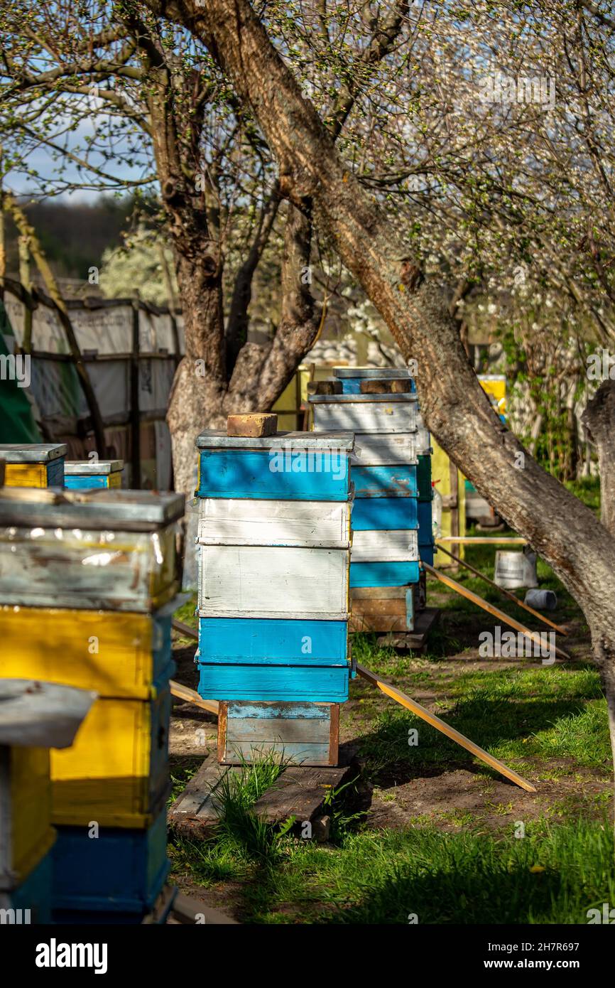 Blossoming garden with apiary. Bees spring under the flowering trees of ...