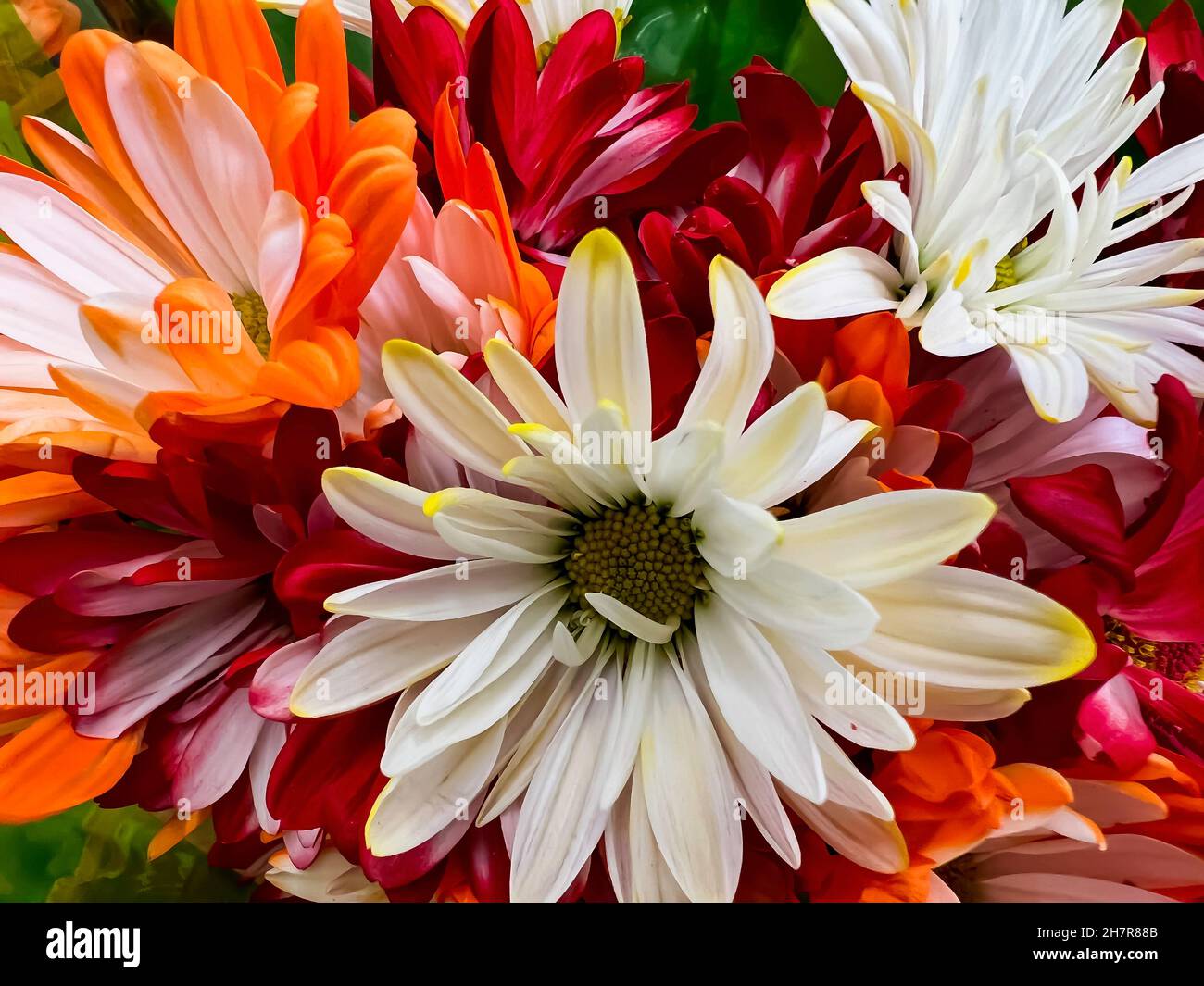 Nature concept Colorful spring flower background Stock Photo - Alamy