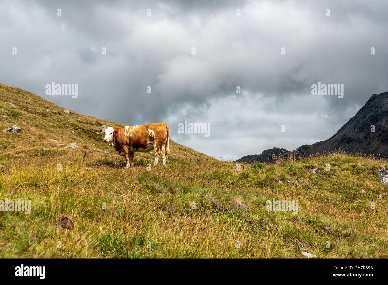 Scenic alpine landscape in the High Tauern National Park during a hike ...