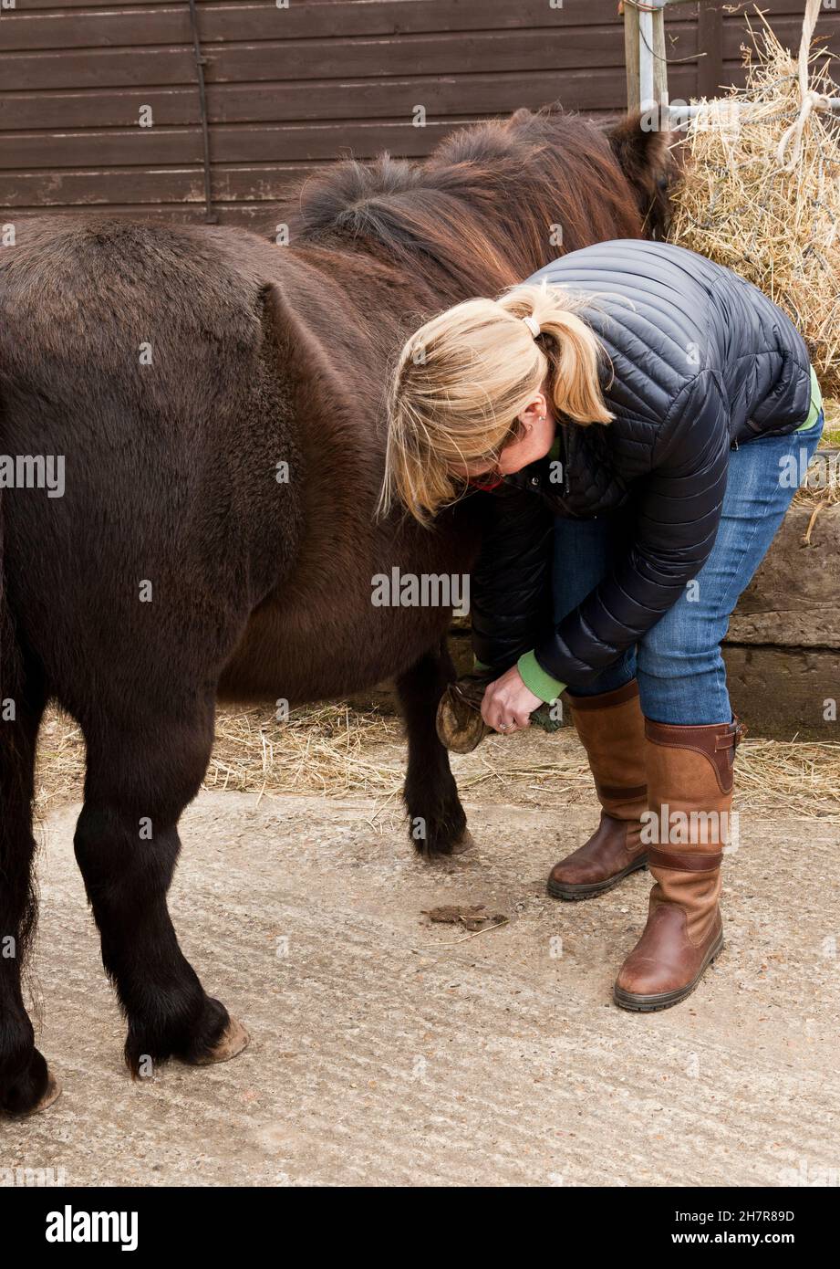 Shetland pony and woman hi-res stock photography and images - Alamy