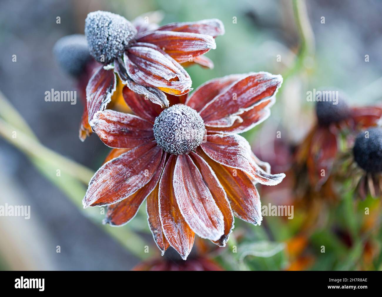 Weathered flowers hi-res stock photography and images - Alamy