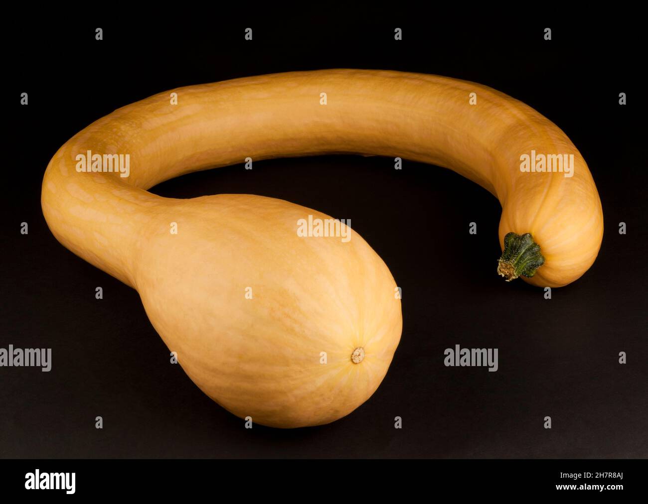 Tromboncino squash on a dark background Stock Photo - Alamy