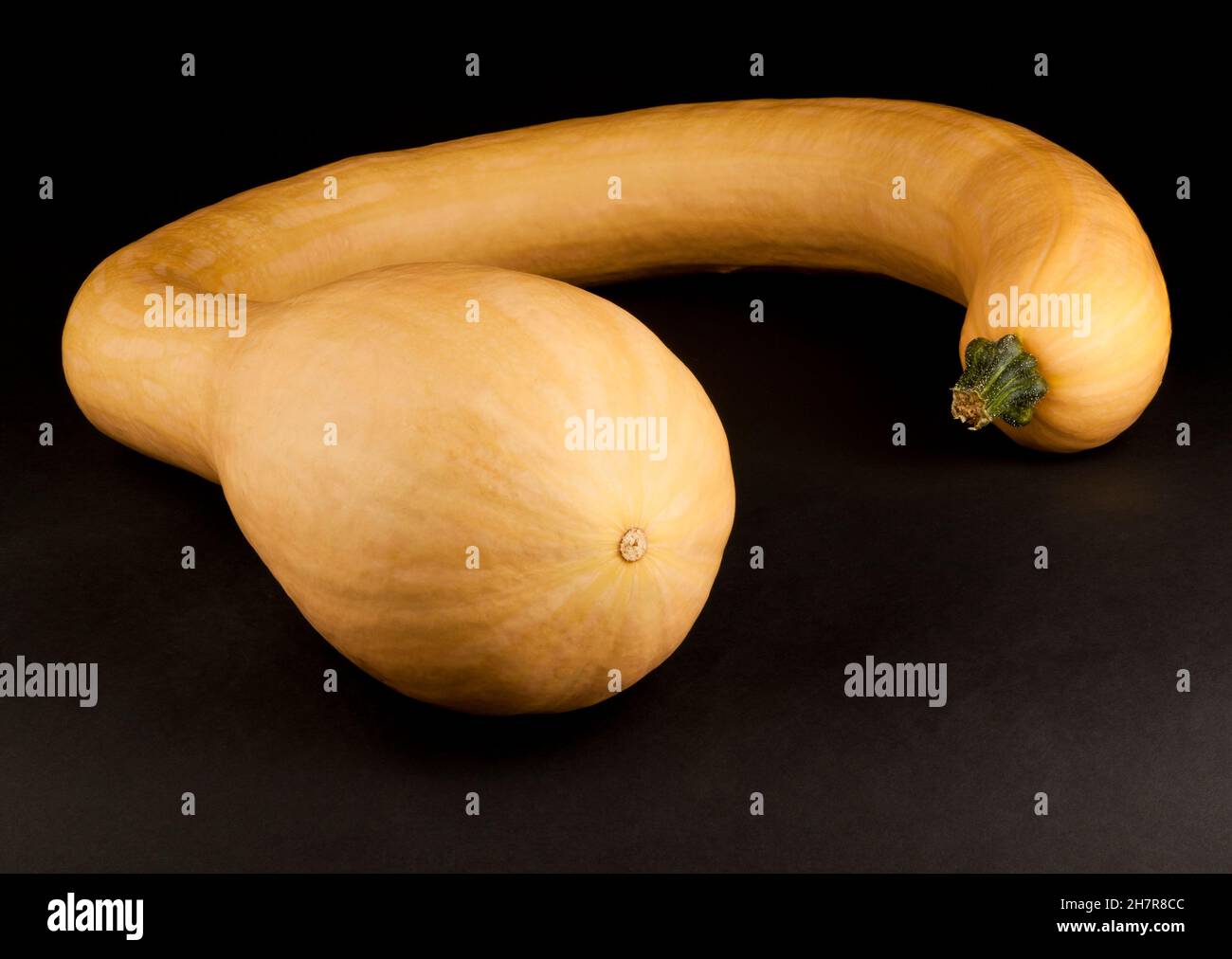 Tromboncino squash on a dark background Stock Photo - Alamy
