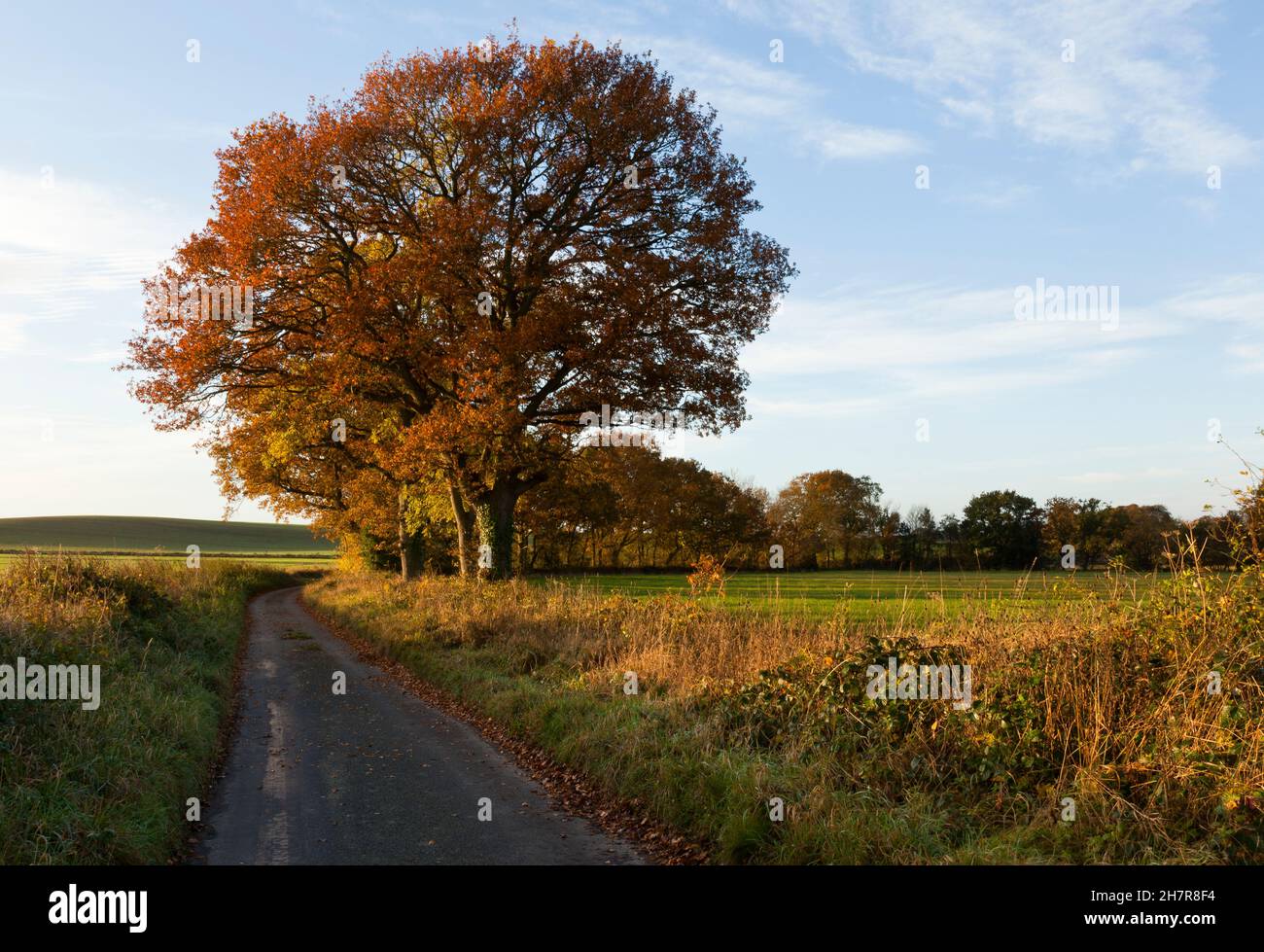 Autumnal landscape with Oak trees and fields Stock Photo - Alamy
