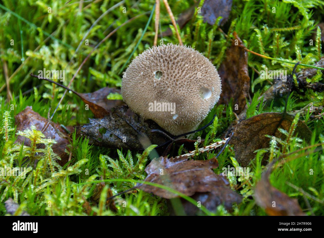 Brown dust spores hi-res stock photography and images - Alamy