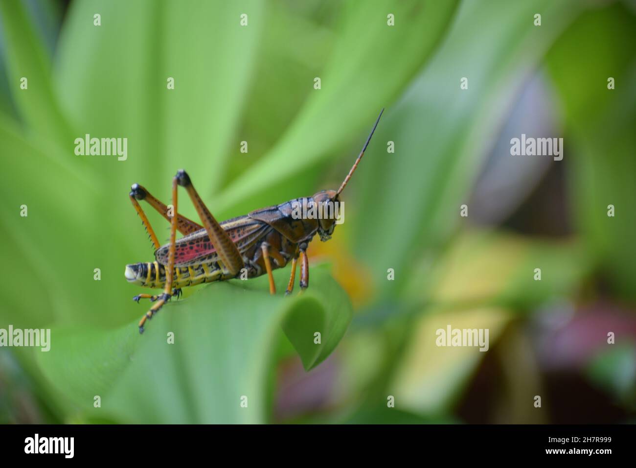 Multicolor grasshopper hi-res stock photography and images - Alamy