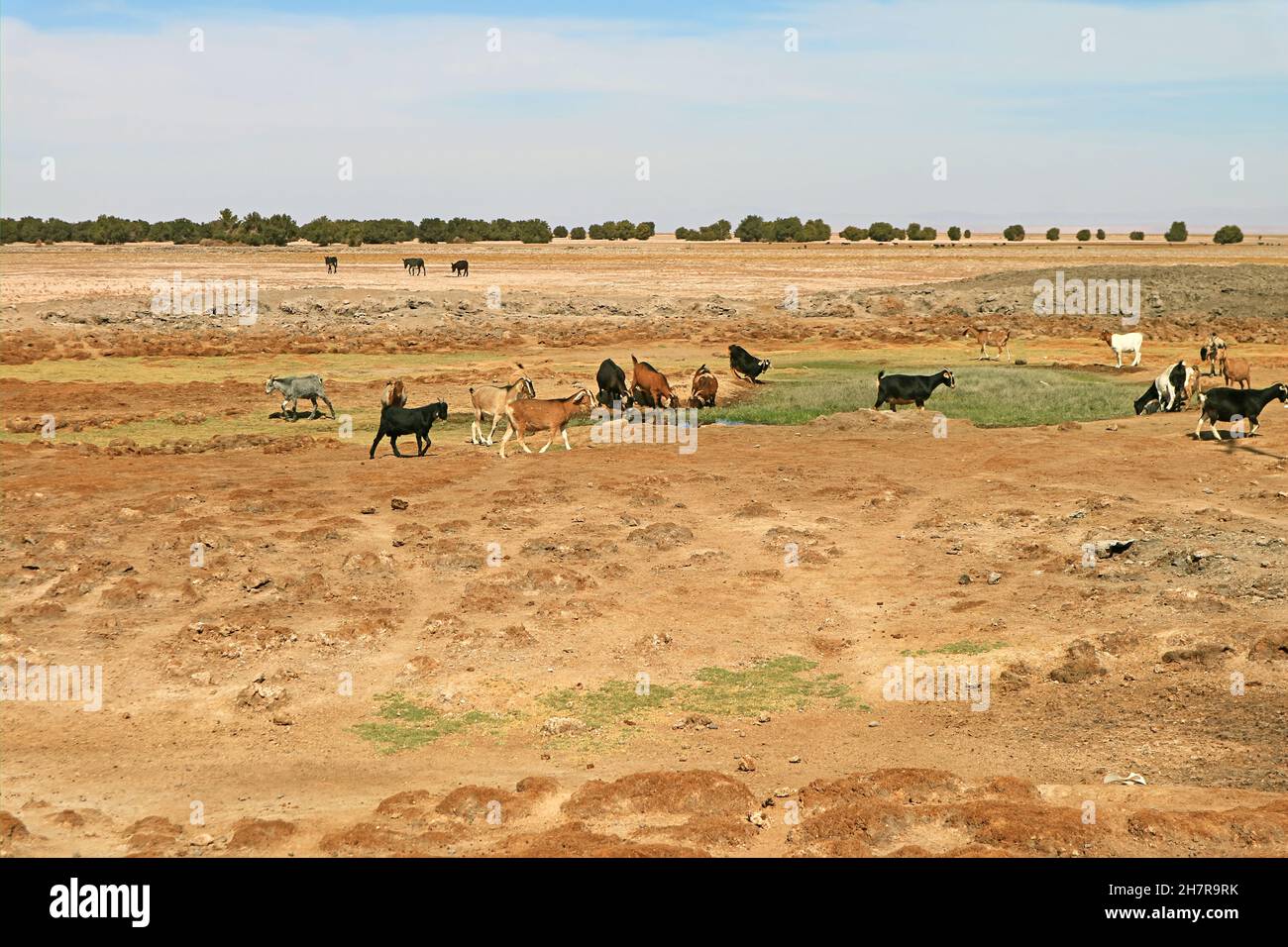 Tribe of Goats Grazing Around the Swamp of the Arid Field of Atacama ...