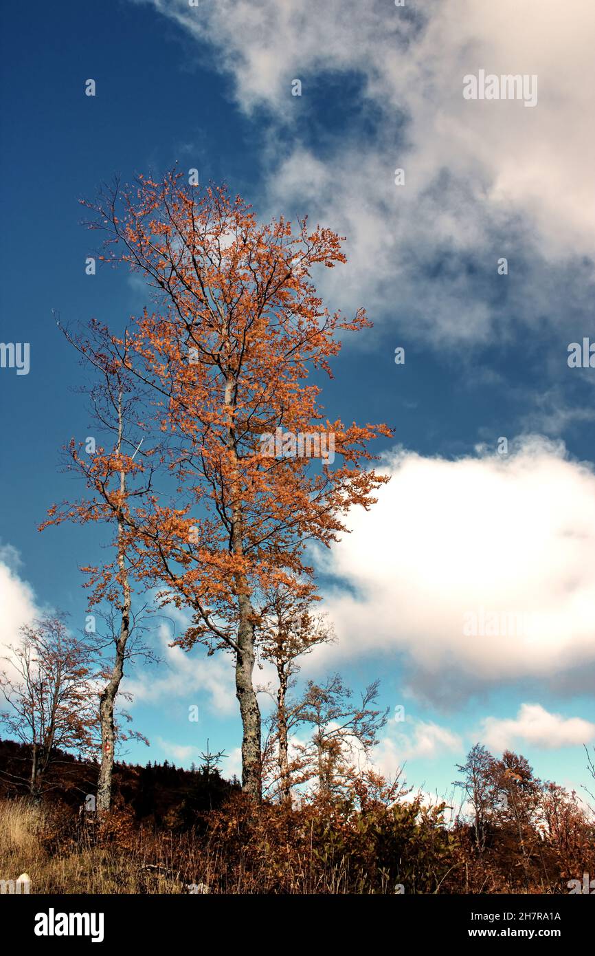 Mesmerizing view of autumn trees in the forest under a cloudy sky Stock ...