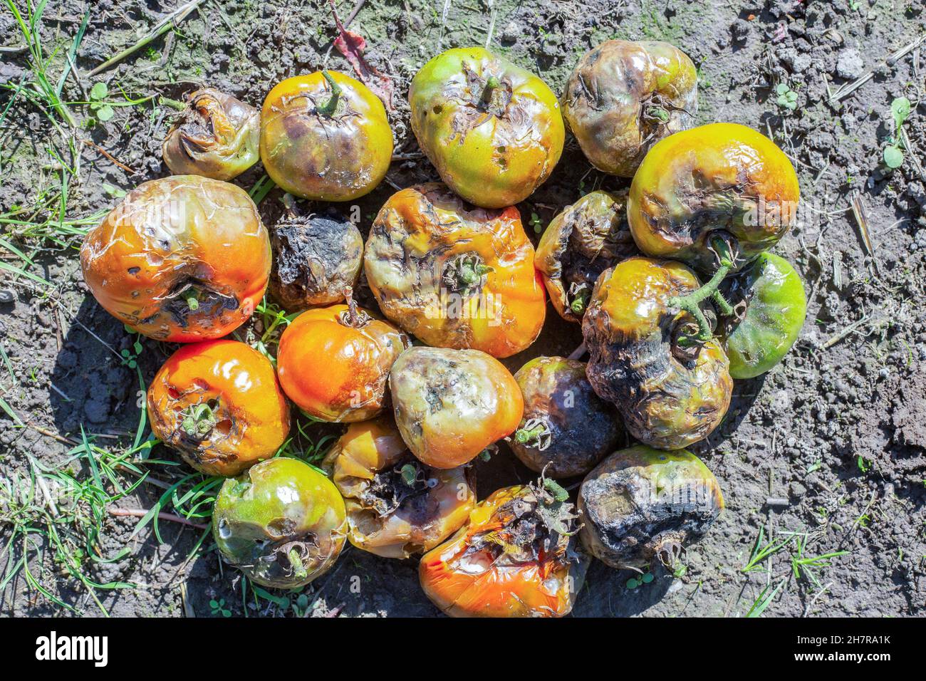 Rotten tomatoes hi-res stock photography and images - Alamy