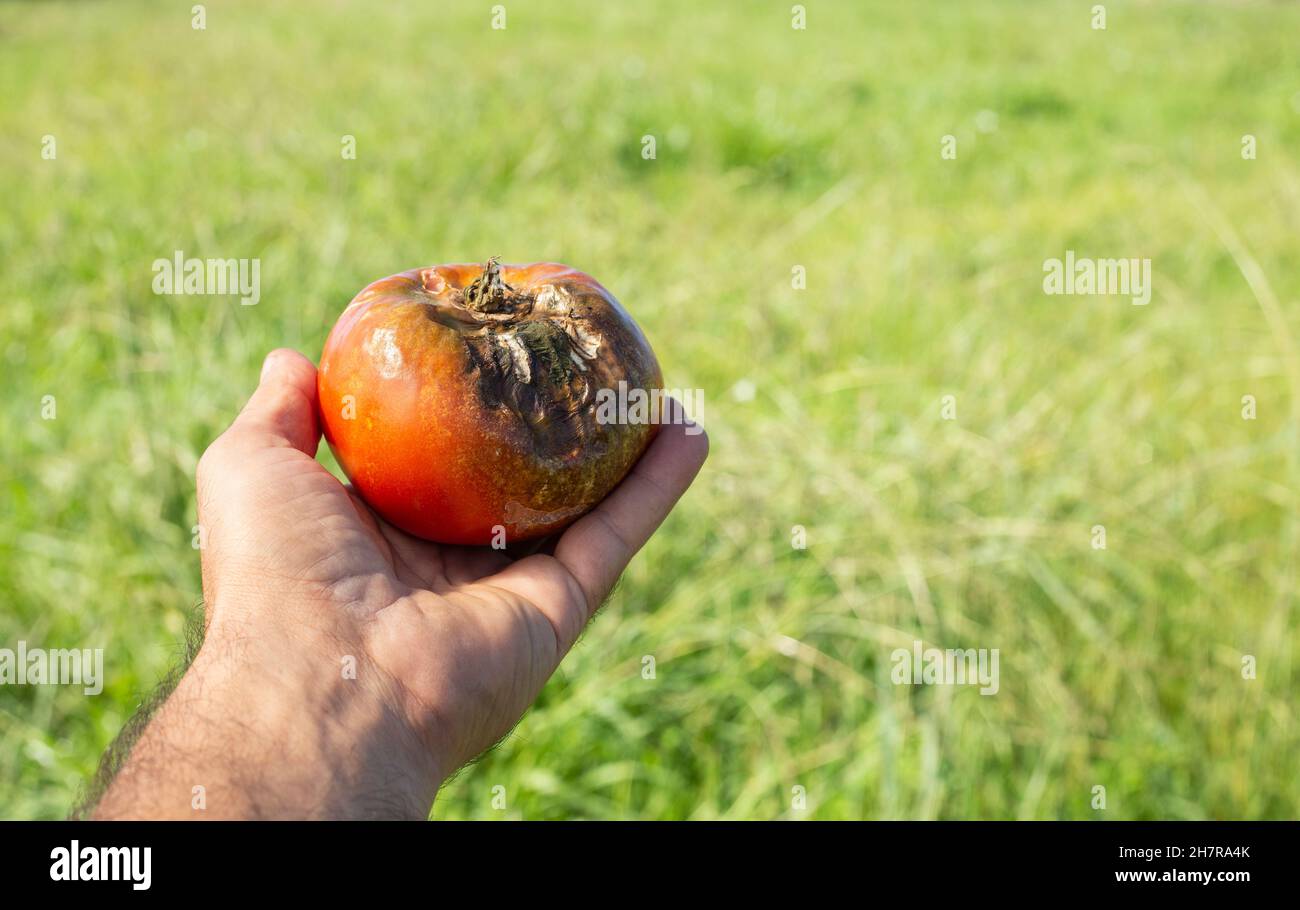 A hand with a bad tomato. crisis in the countryside, adverse weather ...
