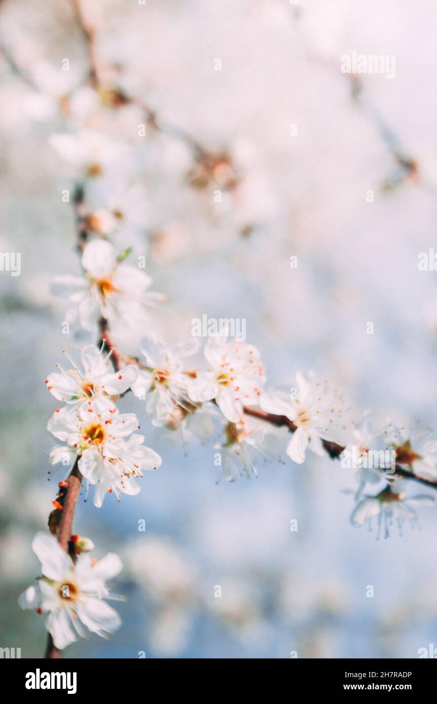 Blossomed almond hi-res stock photography and images - Alamy