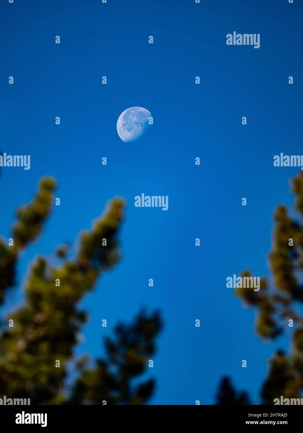Vertical shot of the moon on the clear sky high above the tree line in ...