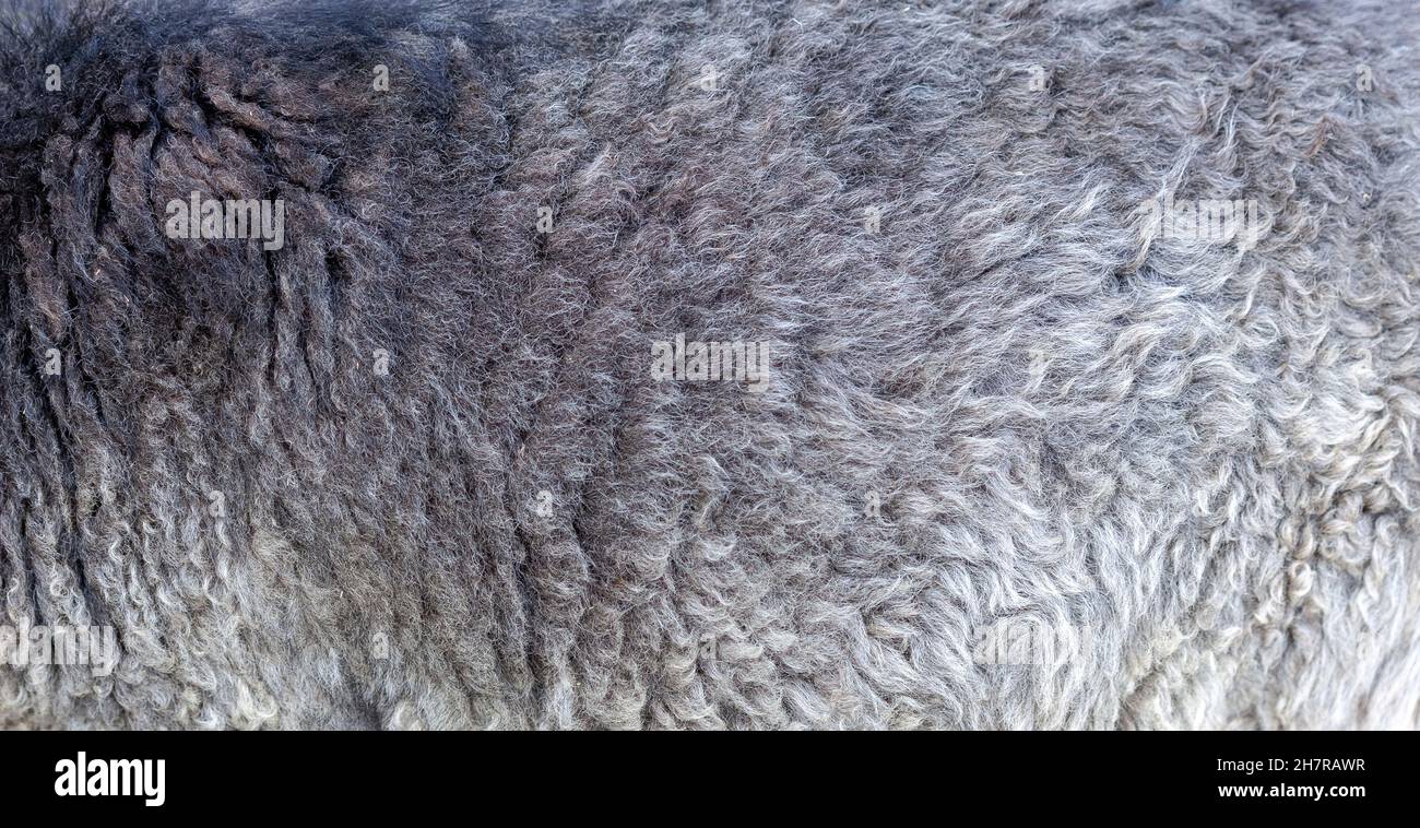 Dark grey short sheep wool, sheepskin material closeup, fleece simple ...