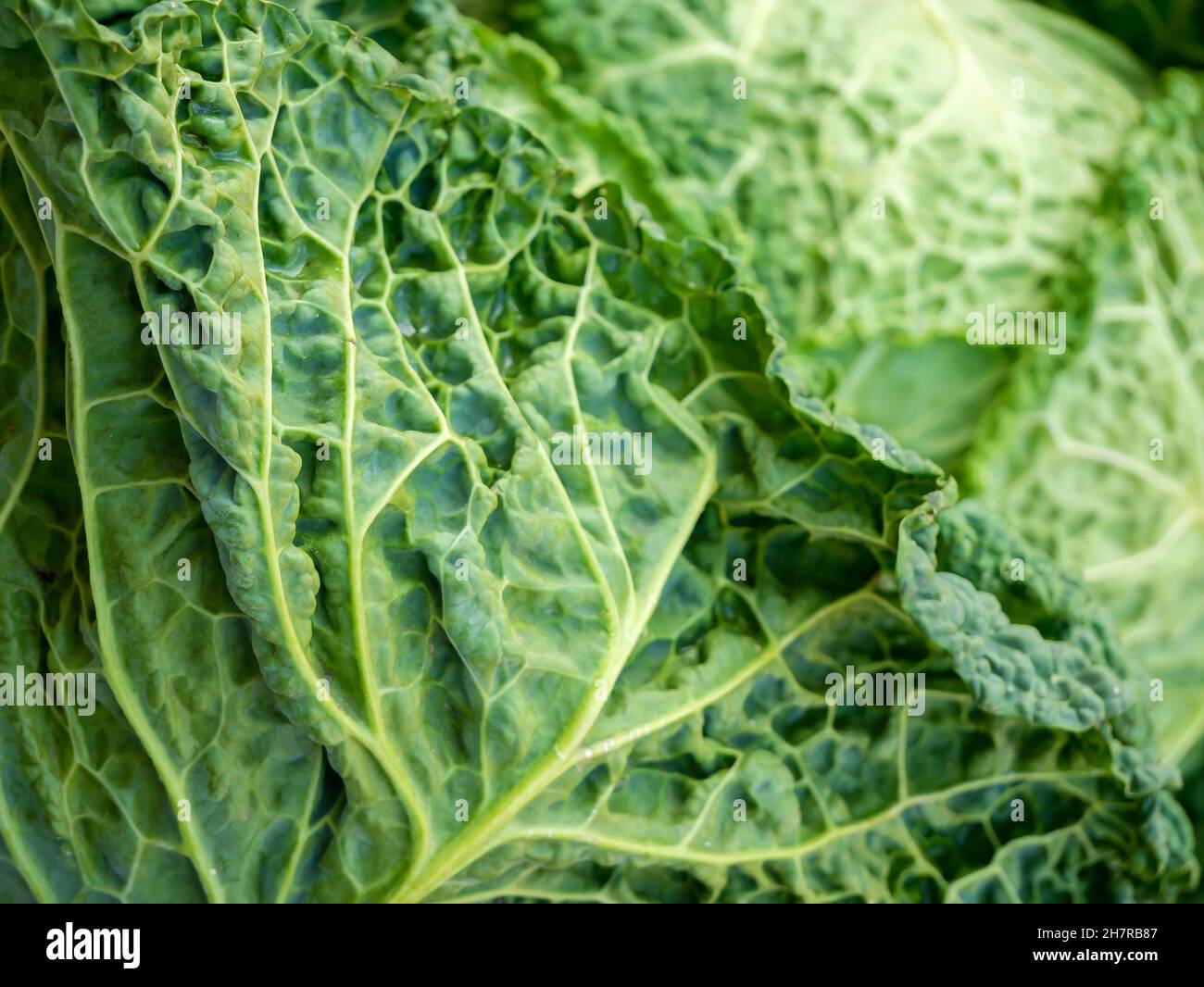 Simple fresh savoy cabbage structure macro detail, extreme closeup ...