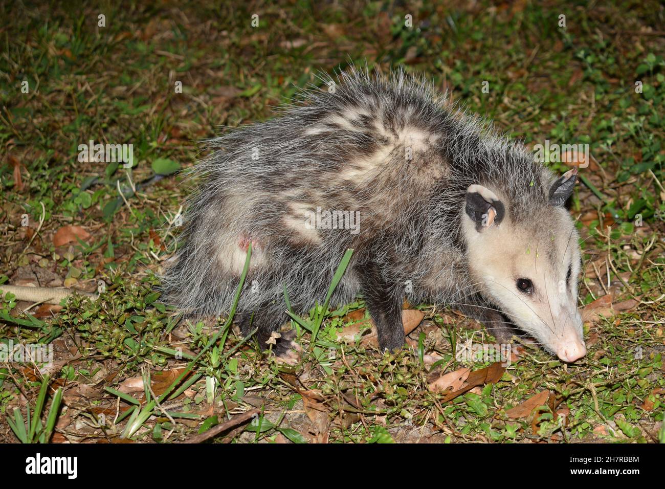 Close-up opossum side view with ears, eyes, whiskers and nose detailed ...