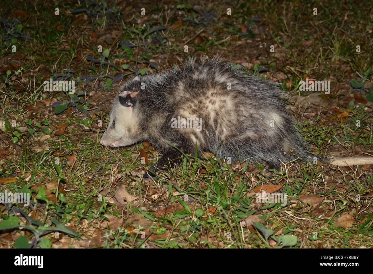 Side view of possum with sharp tooth Stock Photo - Alamy