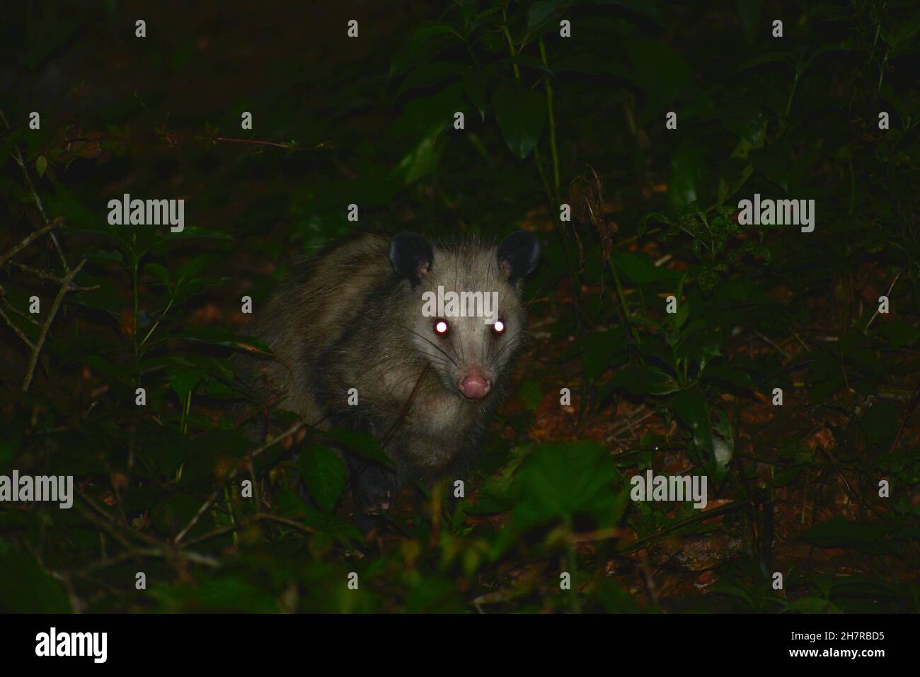 Possum Eyes At Night