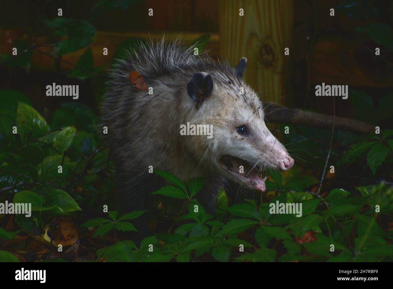 Close-up Opossum head with sharp teeth and pink nose Stock Photo - Alamy