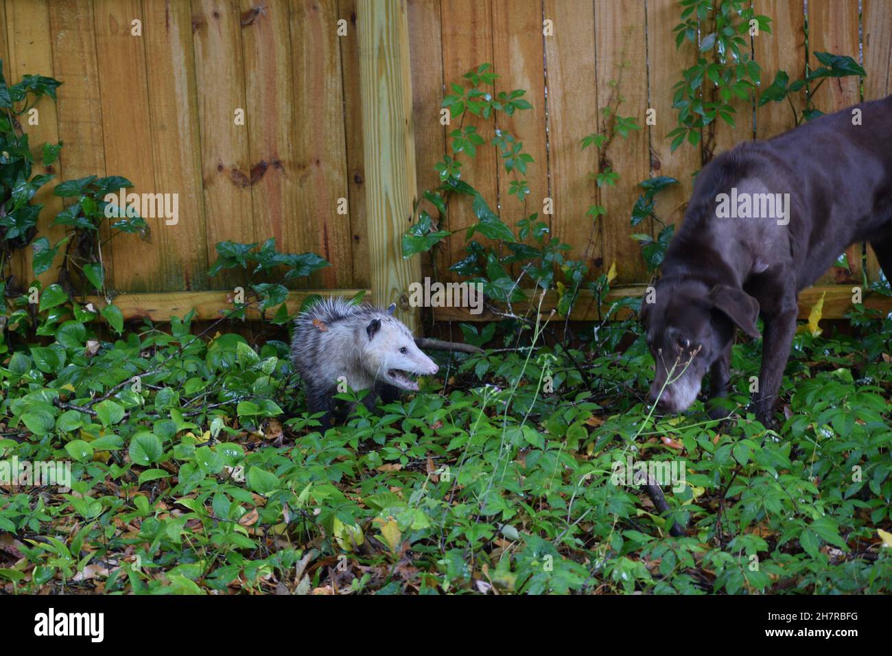 Possum face hi-res stock photography and images - Alamy