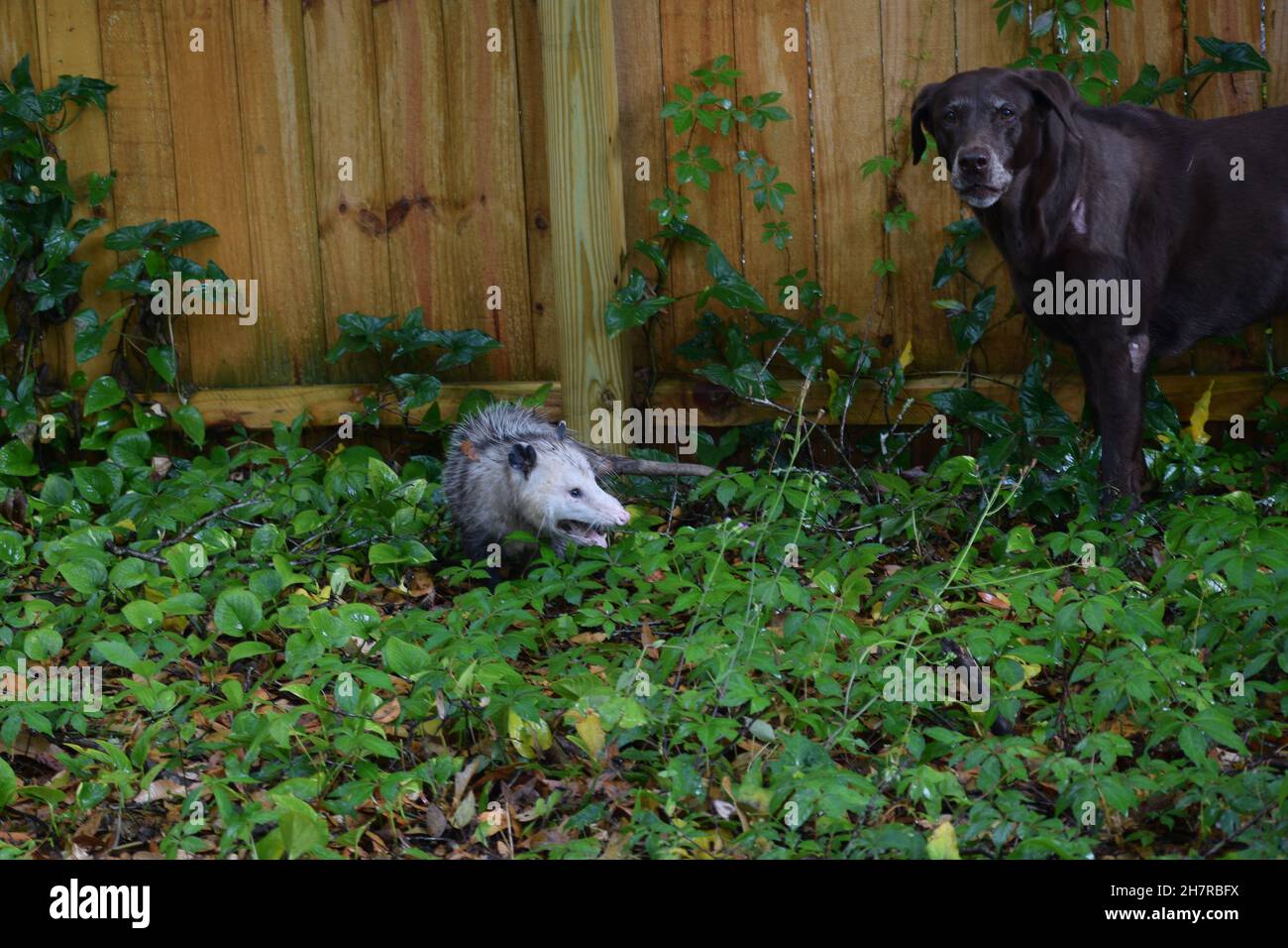 A labrador is not sure about a large possum in the backyard in a ...