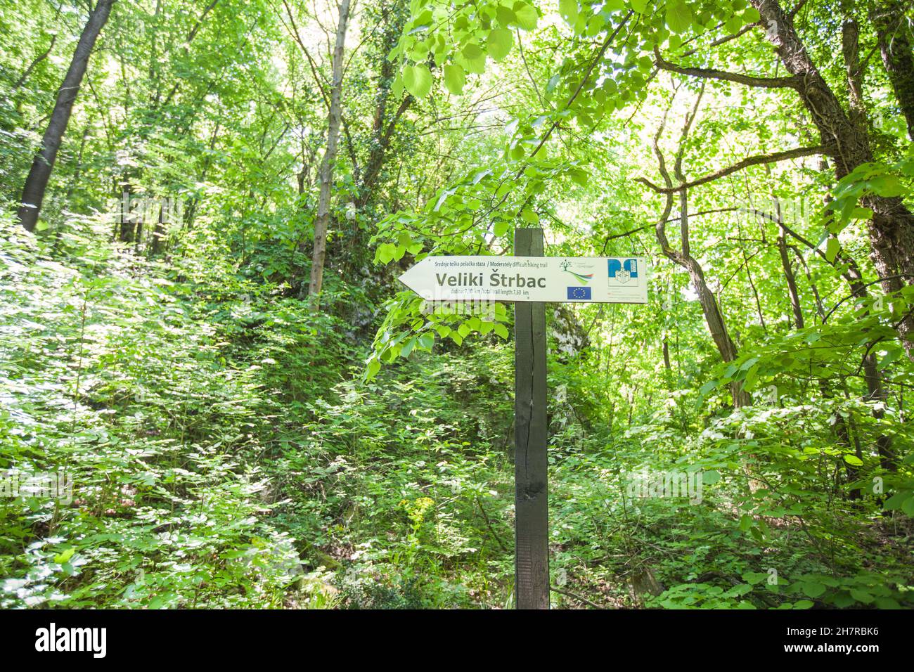 Track pointer sign stands in a lush forest as guidance and directional ...