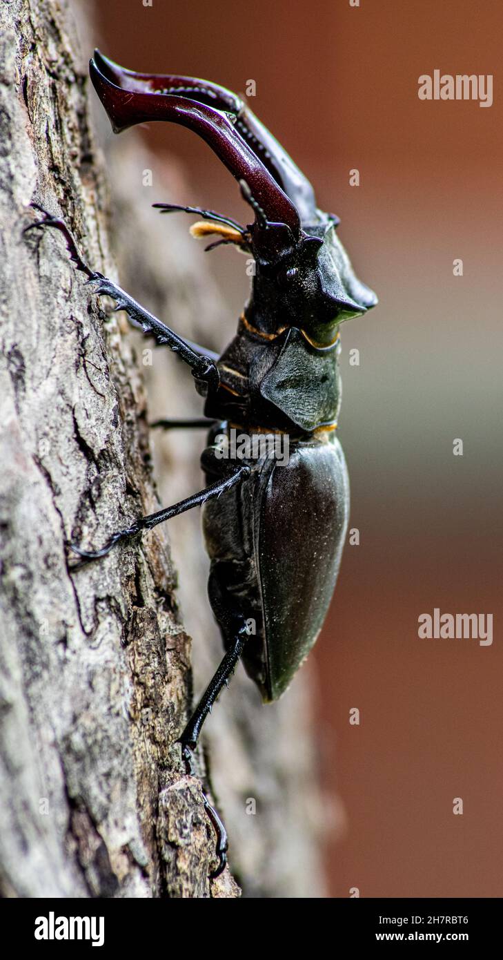Stag beetle photograph hi-res stock photography and images - Alamy