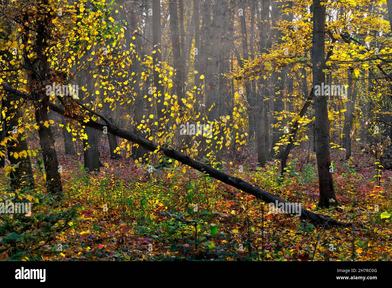 Europe fall colors hi-res stock photography and images - Alamy