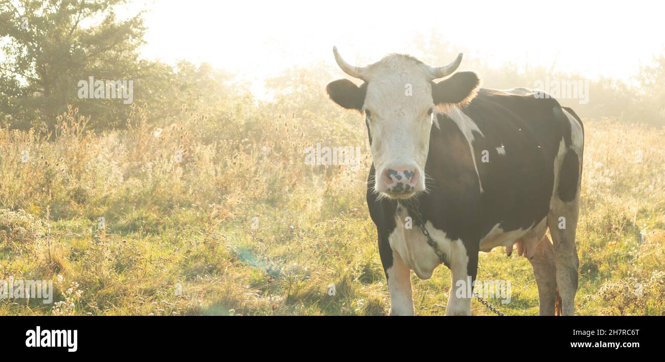 Cow sunrise hi-res stock photography and images - Alamy