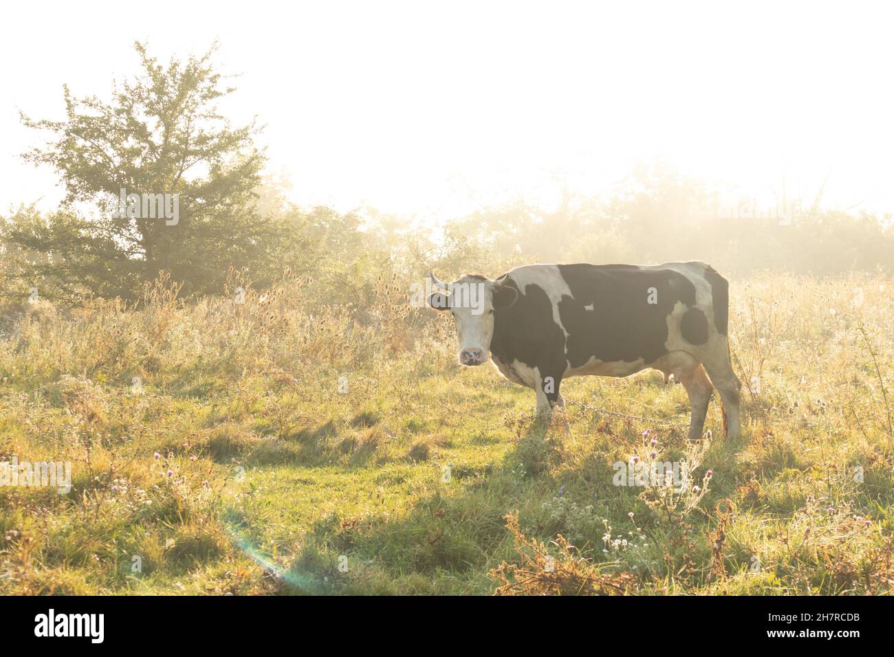 Cow sunrise hi-res stock photography and images - Alamy