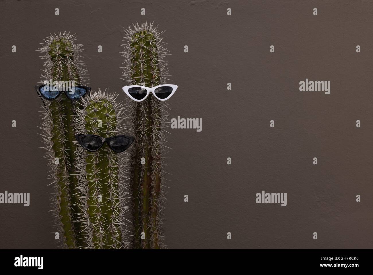 Fun and cool three cactuses wearing the sunglasses. Copy space Stock ...