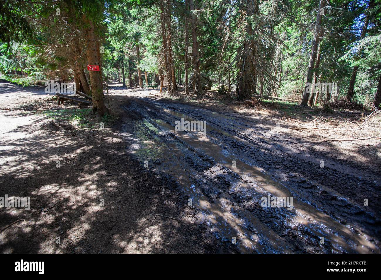 A peaceful forest scene, full of lush greenery and majestic tree trunks ...