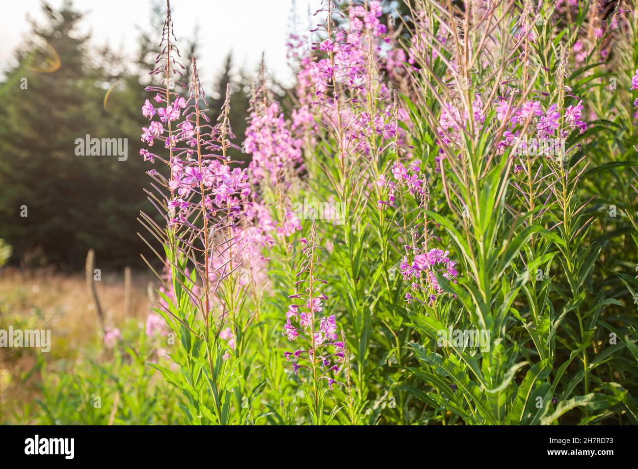 Vibrant pink flowers blossom across a lush and verdant meadow, bringing ...