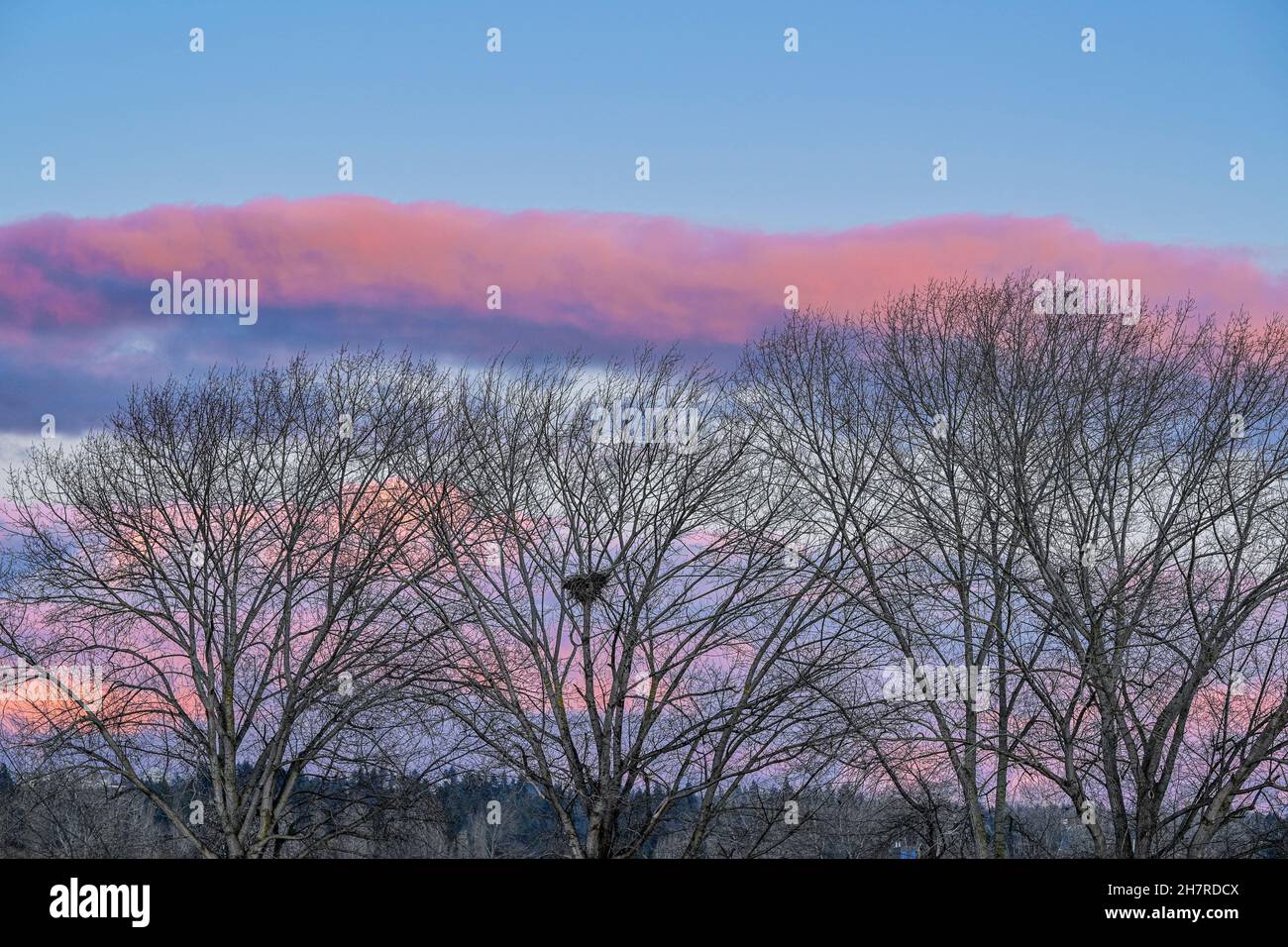 Large nest in trees, Iona Beach Regional Park, Richmond, British ...