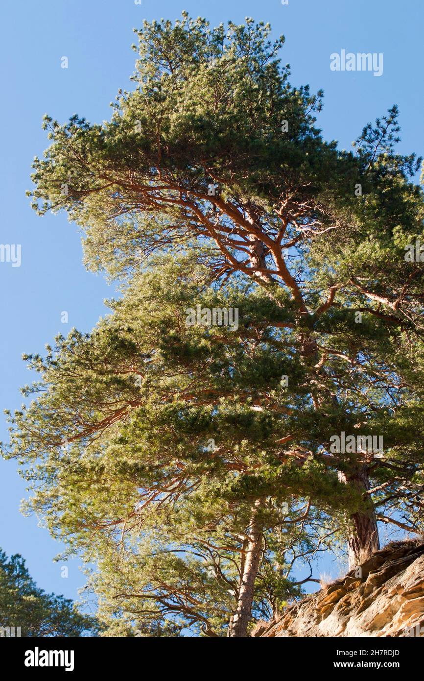 A tree growing on a rock ledge. Biosphere reserve and ski resort Arkhyz ...