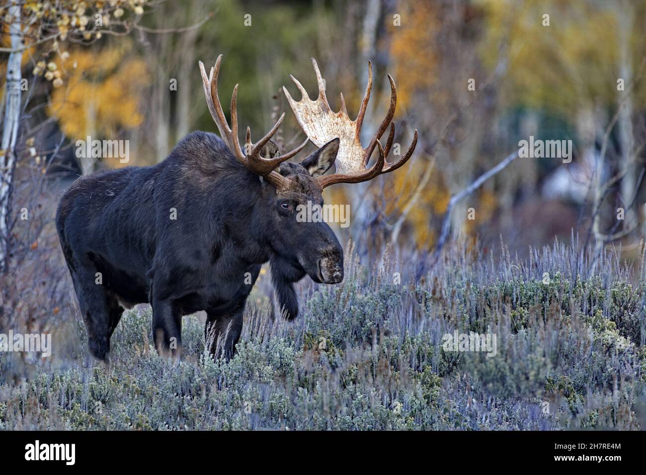 Large bull moose hi-res stock photography and images - Alamy