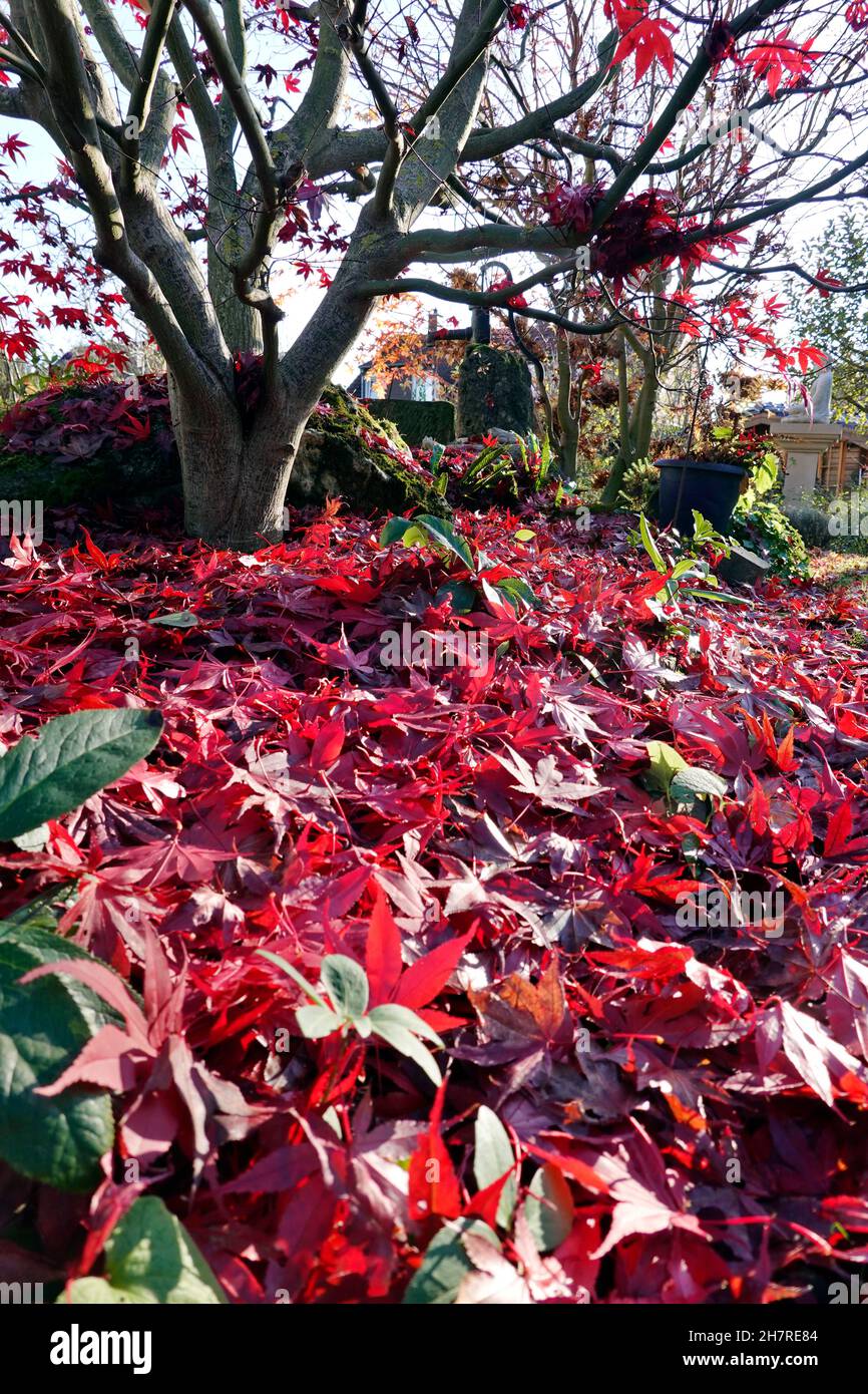 Roter Bltter Baum