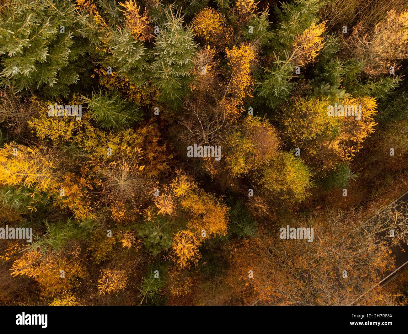 Autumn trees in a Yorkshire forest from above aerial photo Stock Photo ...
