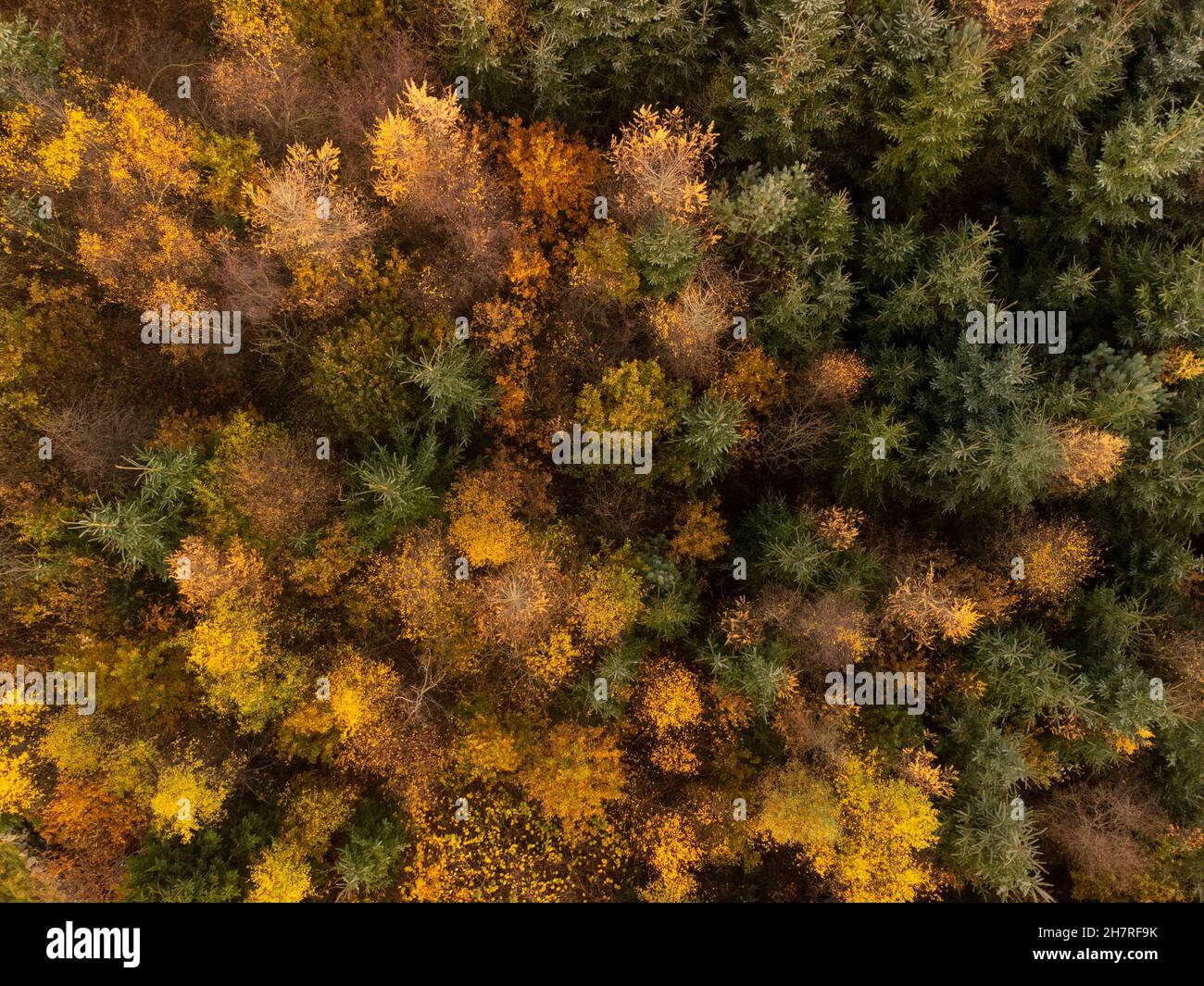 Aerial photo autumn trees hi-res stock photography and images - Alamy