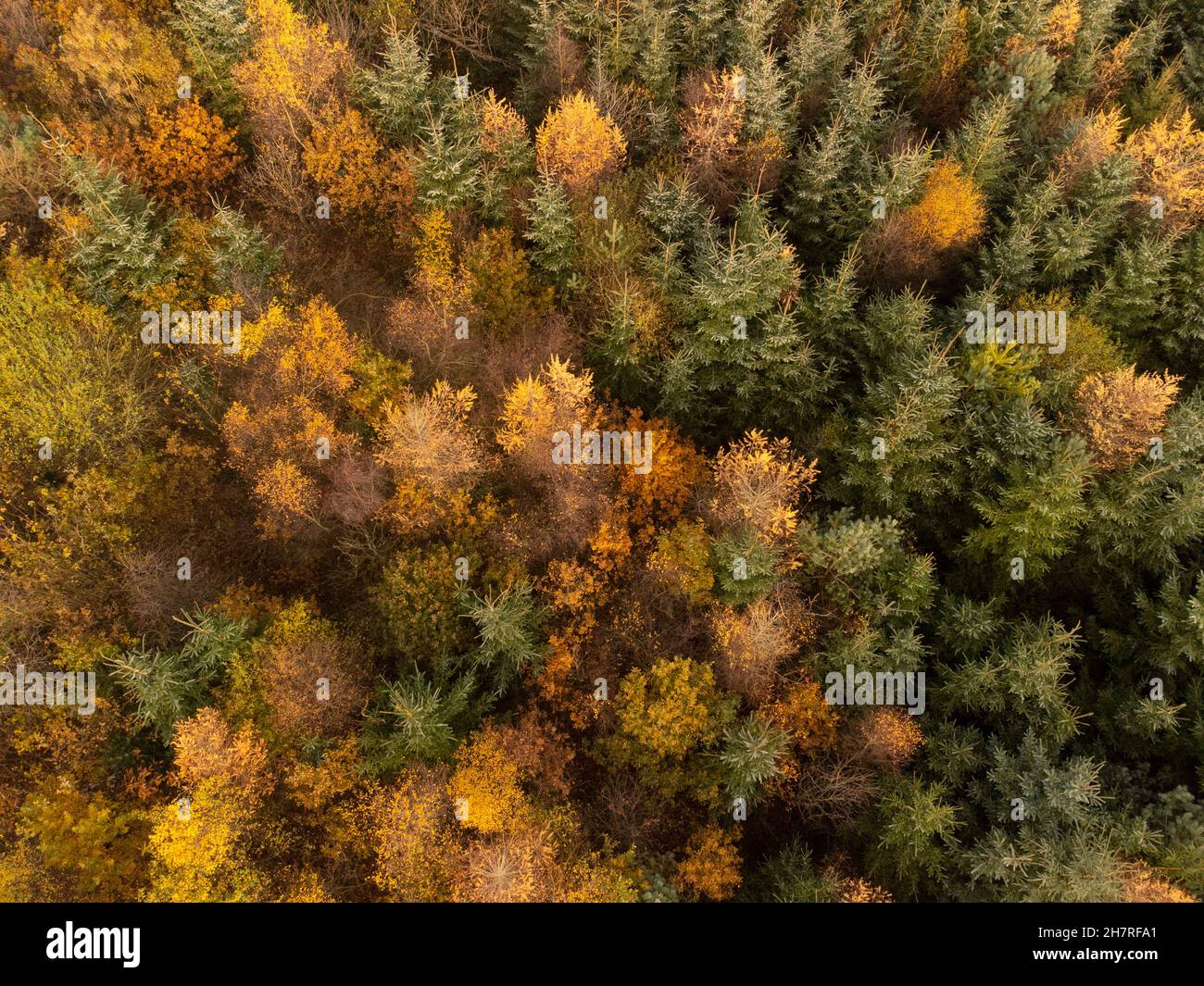 Autumn trees in a Yorkshire forest from above aerial photo Stock Photo ...