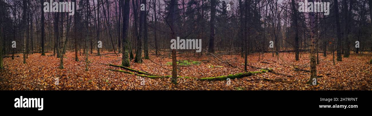 Dark scary night autumn forest wide horizontal format banner. Spooky ...