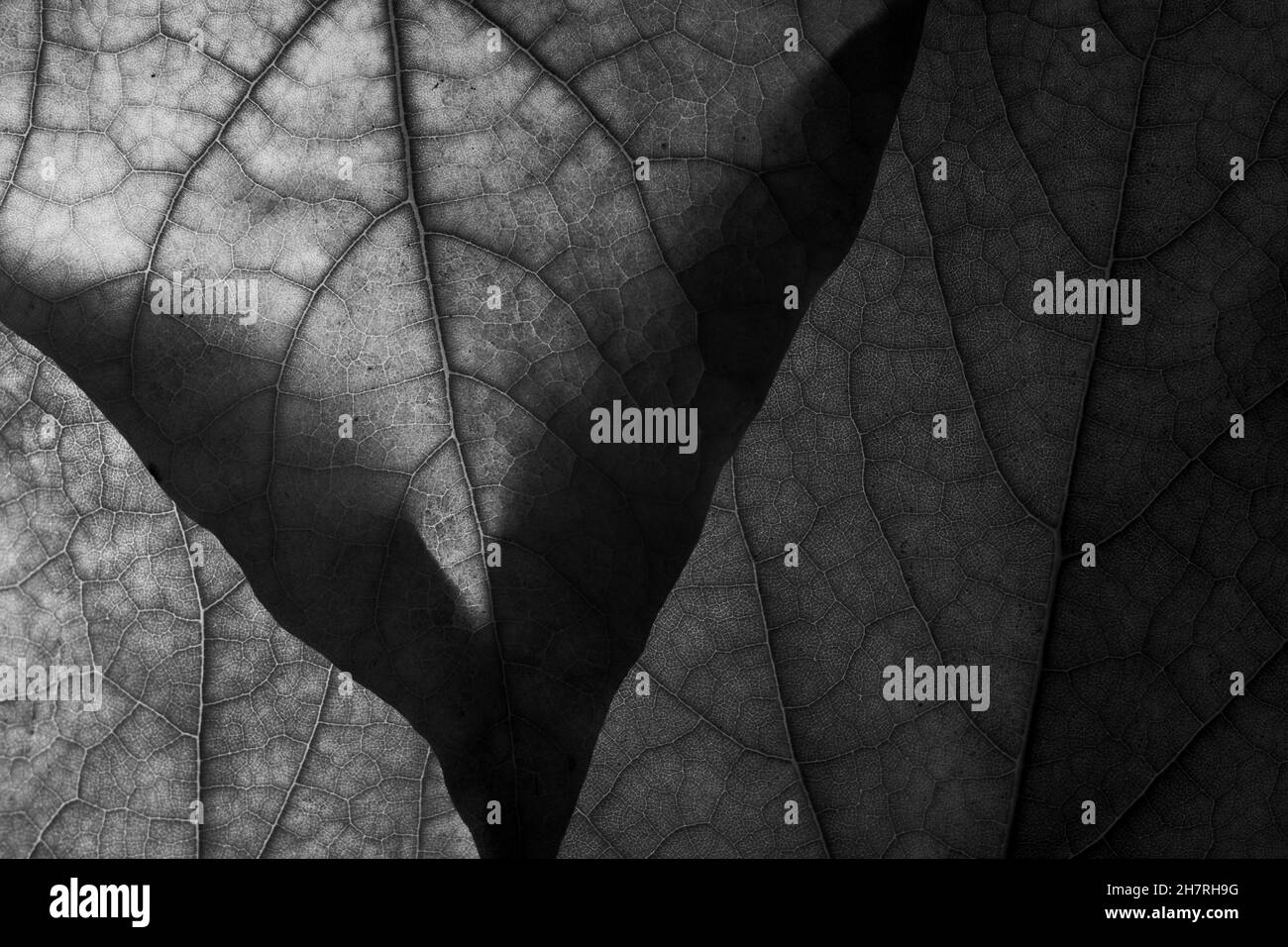 Grayscale closeup shot of leaves Stock Photo - Alamy