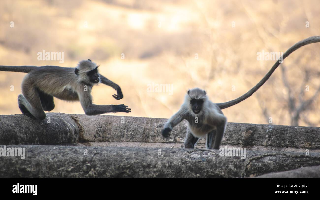 Two baby monkeys playing hi-res stock photography and images - Alamy