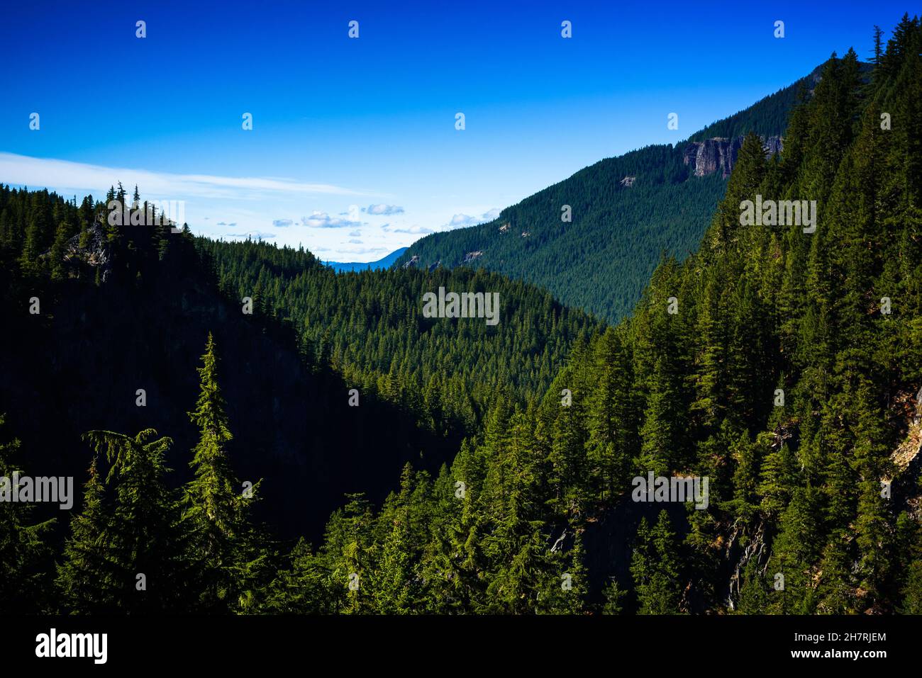 Oregon pine tree forest Stock Photo - Alamy