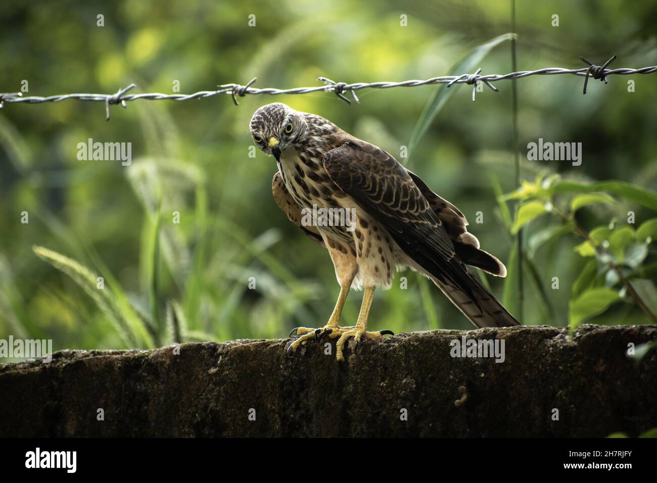 Eagle with small bird hi-res stock photography and images - Alamy