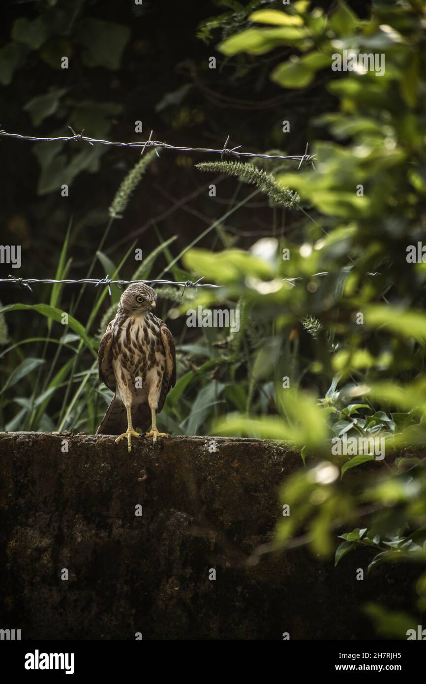 Small eagle hi-res stock photography and images - Alamy