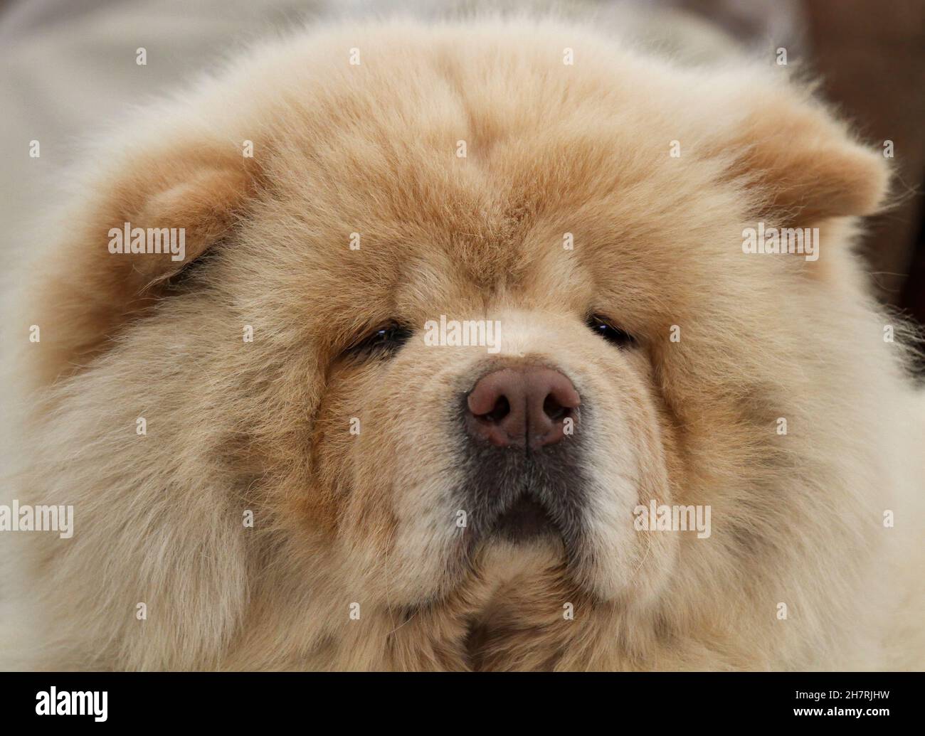 Chinese Chow Chow Stock Photo - Alamy