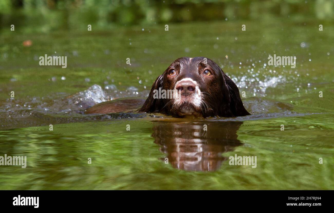 Springer Spaniel in the river Stock Photo - Alamy